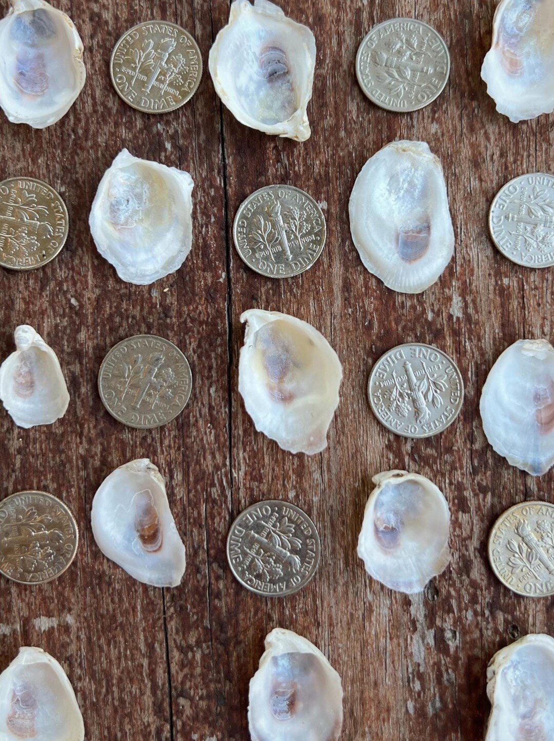 Very Small Oyster Shells 0.5-1 Inch | Sun-bleached Mini Craft Shells ...