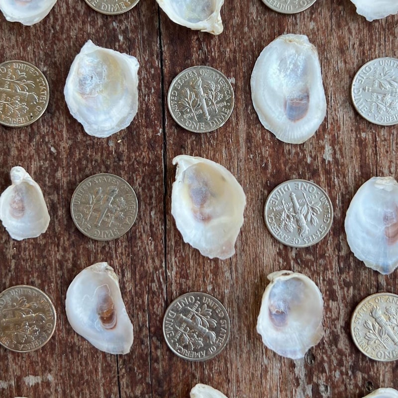 Jewelry Oyster Charm - Etsy