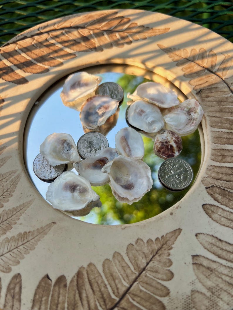 Very Small Oyster Shells 0.5-1 Inch | Sun-bleached Mini Craft Shells ...