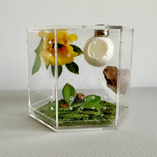 Jumping Spider Enclosure Decorated - Etsy