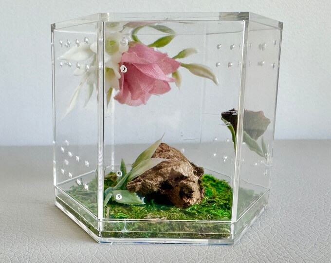 Jumping Spider Enclosure Small Hexagon Shape Natural Silk Cocoon Hide ...