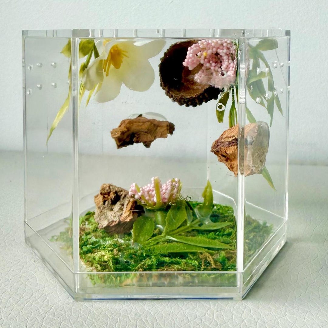 Small Jumping Spider Enclosure Small Hexagon Shape Natural Acorn Hide ...