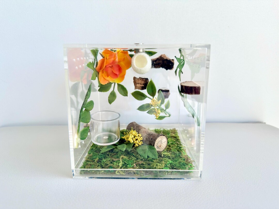 Jumping Spider Enclosure Medium Size Natural Silk Cocoon Hide 4 Inch ...