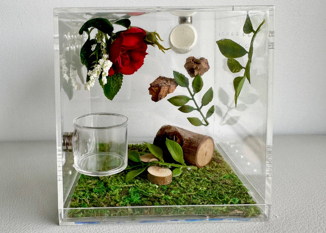 Jumping Spider Enclosure Medium Size Natural Silk Cocoon Hide 4 Inch ...