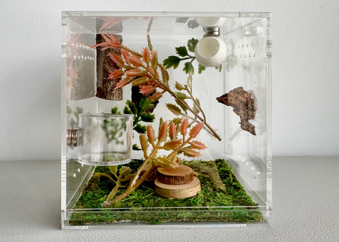 Jumping Spider Enclosure Medium Size Natural Silk Cocoon Hide 4 Inch ...