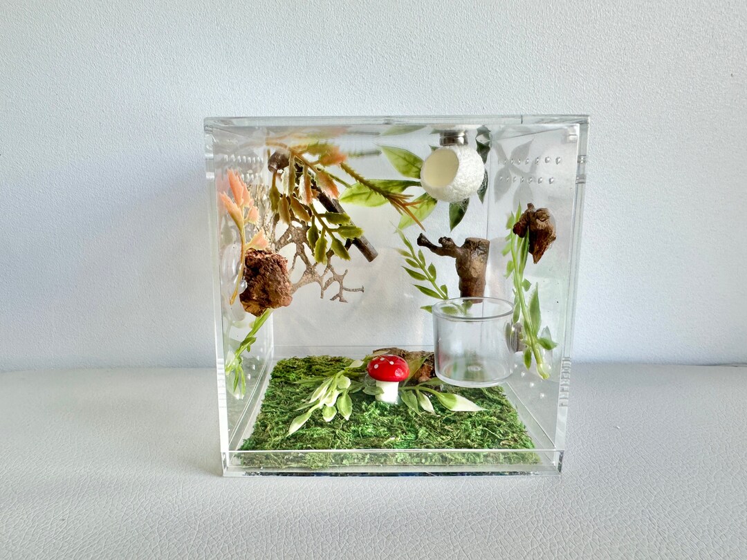 Jumping Spider Enclosure Medium Size Natural Silk Cocoon Hide 4 Inch ...