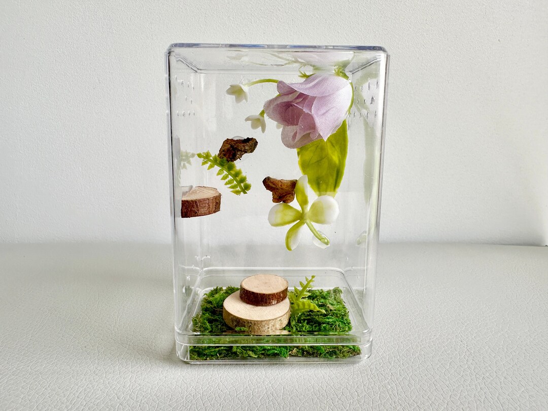 Jumping Spider Enclosure Small Size Natural Silk Cocoon Hide Decorated ...