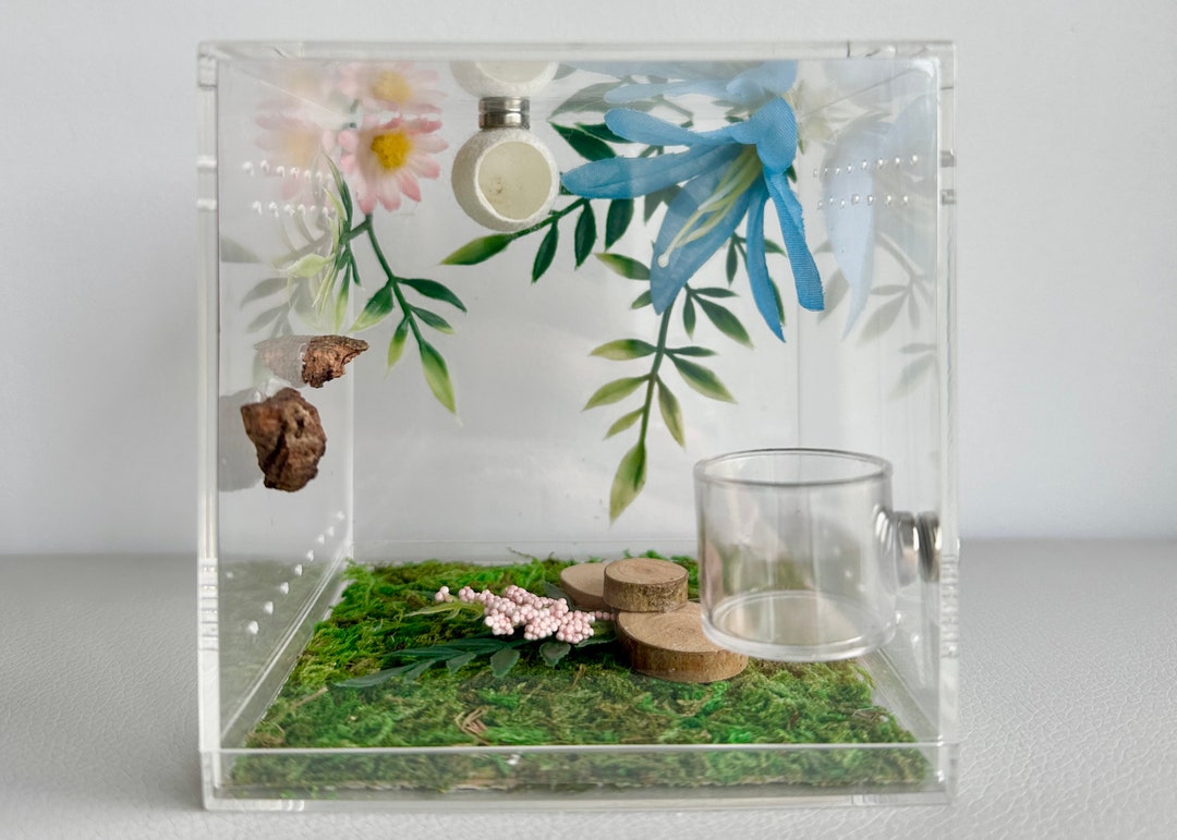 Jumping Spider Enclosure Medium Size Natural Silk Cocoon Hide 4 Inch ...
