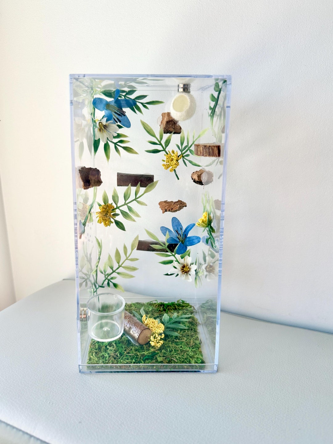 Large Decorated Jumping Spider Adult Enclosure Bottom Opening 8 Inch ...