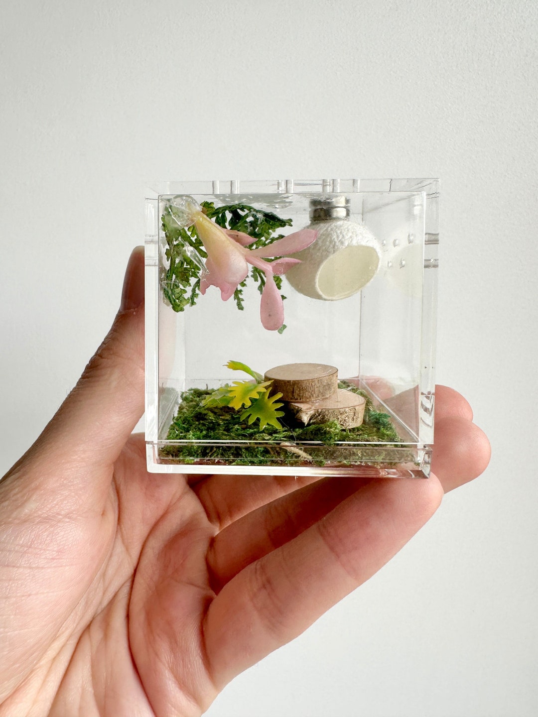 Micro Jumping Spider Enclosure Sling Sized Nursery Home Baby Spiders ...