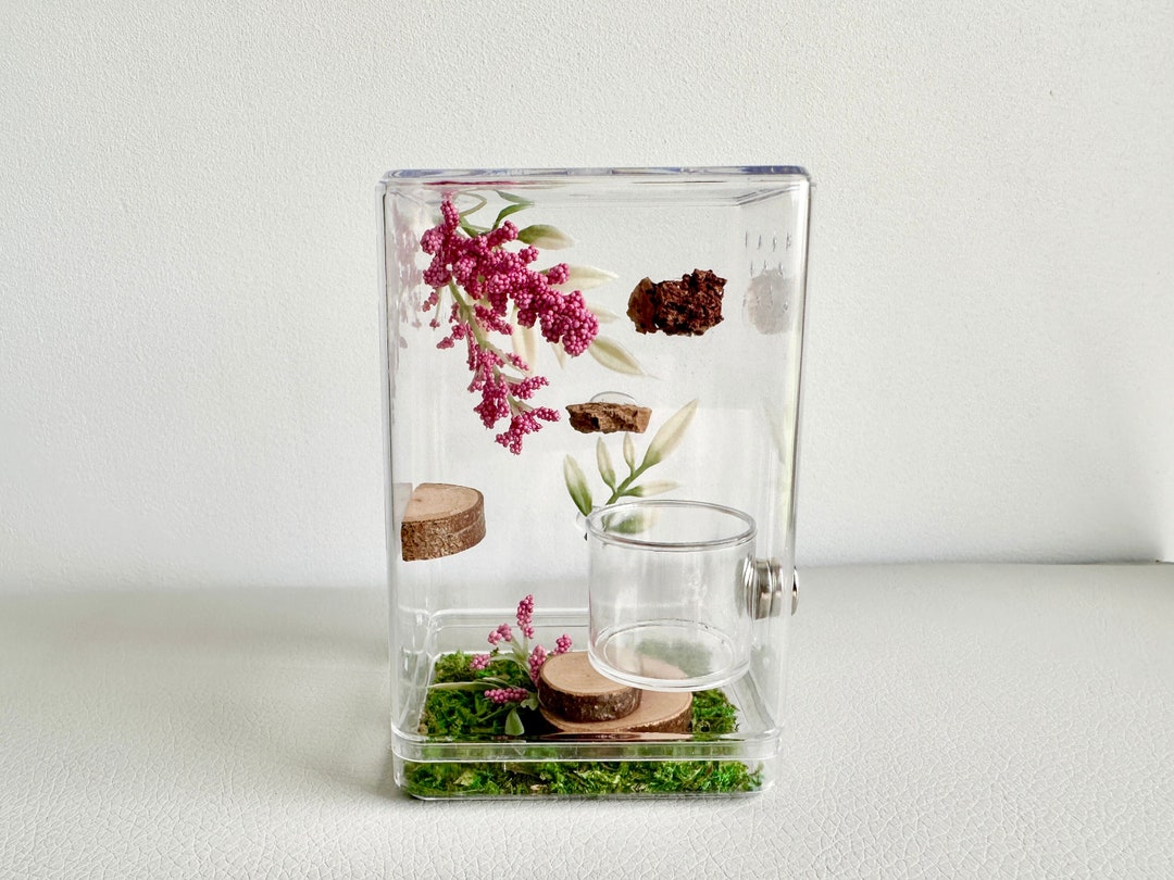 Jumping Spider Enclosure Small Size Natural Silk Cocoon Hide Decorated ...