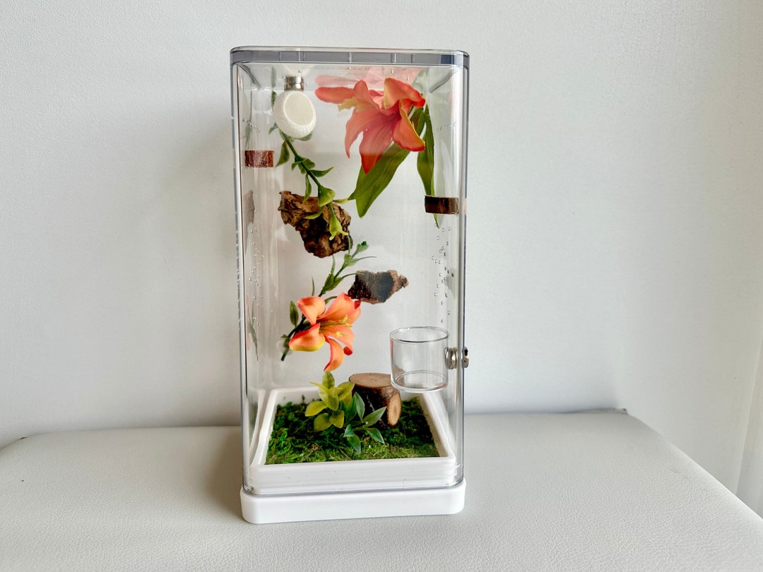 Jumping Spider Enclosure Large 8 Inch Orange Lily Flower Silk Cocoon ...