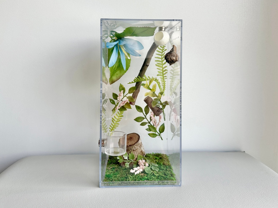 Large Decorated Jumping Spider Adult Enclosure 8 Inch Silk Cocoon Hide ...