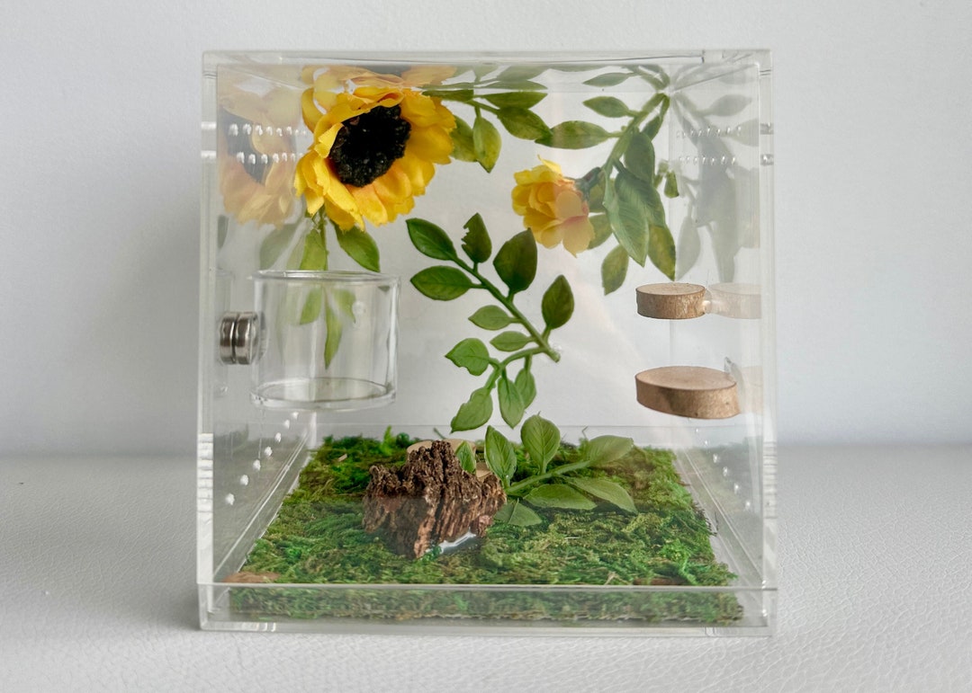 Jumping Spider Enclosure Medium Size Natural Silk Cocoon Hide 4 Inch ...