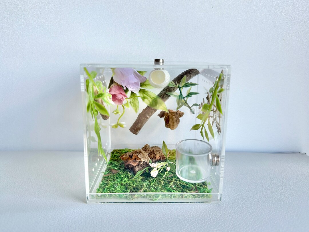 Jumping Spider Enclosure Medium Size Natural Silk Cocoon Hide 4 Inch ...