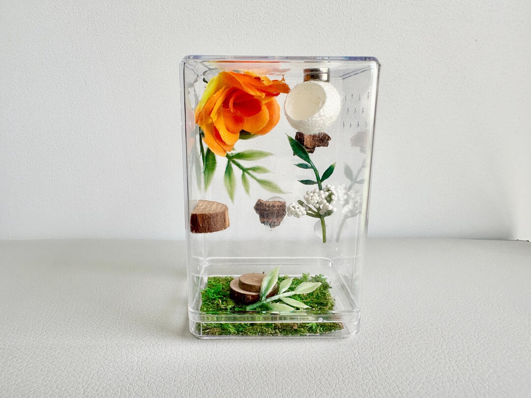 Jumping Spider Enclosure Small Size Natural Silk Cocoon Hide Decorated ...