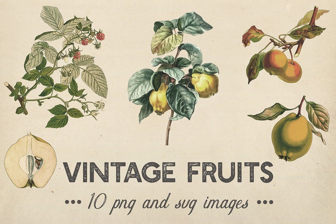 Shabby Fruits & Plants Clipart, Vintage Fruit Plants, Apples, Cherries ...