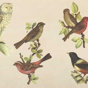 Vintage Birds Clipart, Shabby Birds, Scrapbook Pages, Vintage Clipart ...