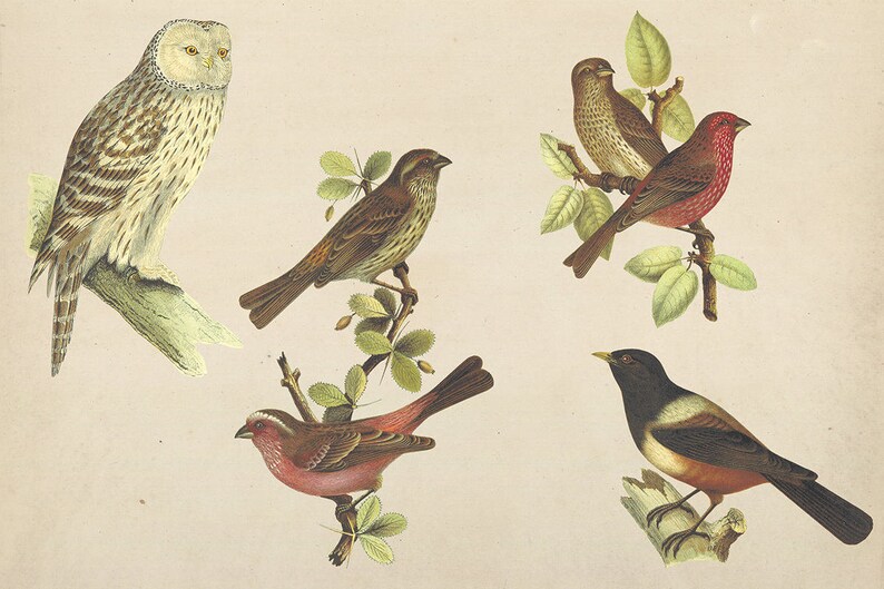 Vintage Birds Clipart Shabby Birds Scrapbook Pages Vintage - Etsy