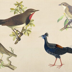 Vintage Birds Clipart, Shabby Birds, Scrapbook Pages, Vintage Clipart ...