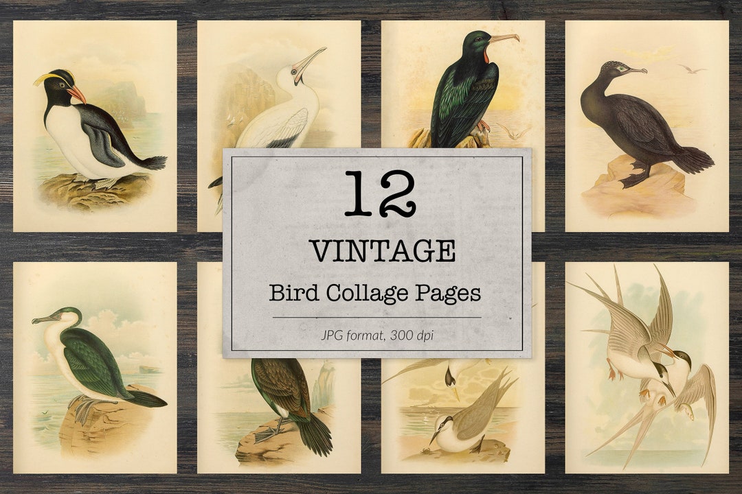 Vintage Birds of Australia, Ephemera Classics, Printable Bird Images ...