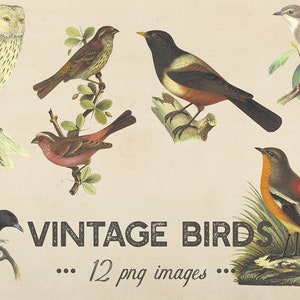 Vintage Birds Clipart, Shabby Birds, Scrapbook Pages, Vintage Clipart ...