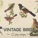 Vintage Birds Clipart, Shabby Birds, Scrapbook Pages, Vintage Clipart ...