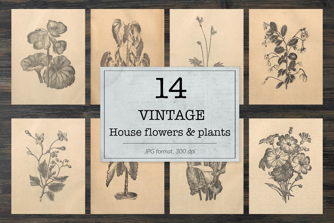 Vintage House Flower and Plant Illustrations, Botanical Book Pages ...