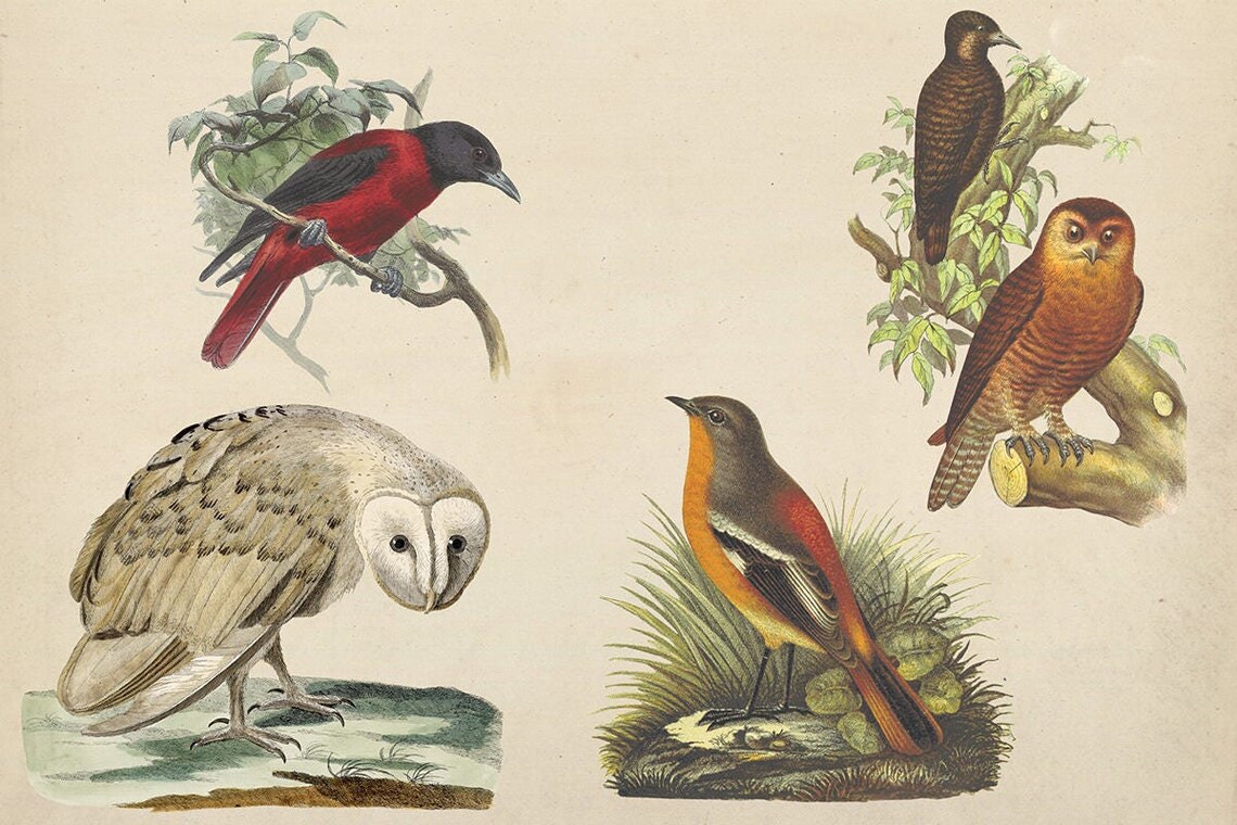 Vintage Birds Clipart Shabby Birds Scrapbook Pages Vintage - Etsy