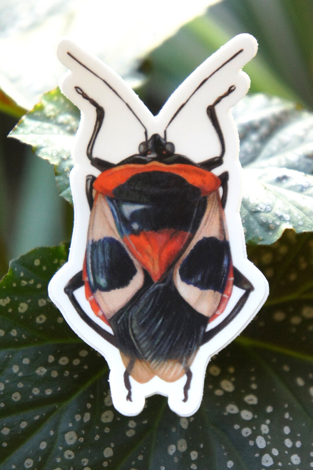 Ixora Shield Bug Die Cut Waterproof Vinyl Sticker - Etsy