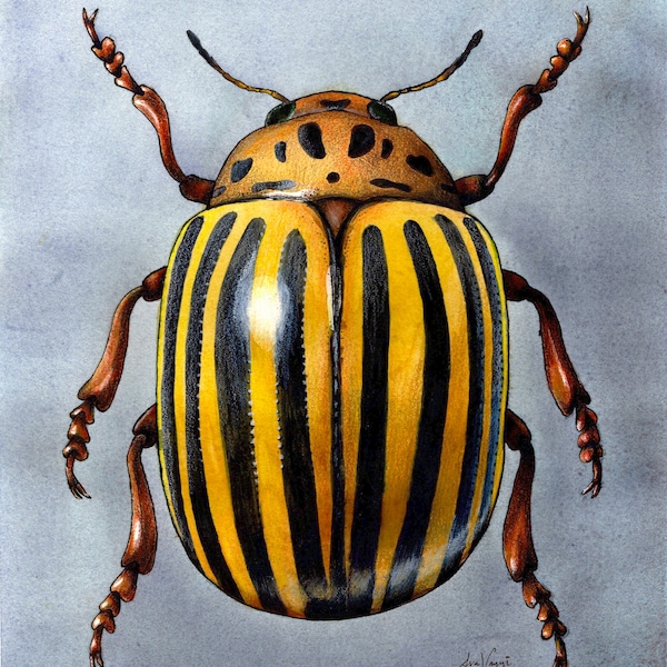 Beetle Print - Etsy