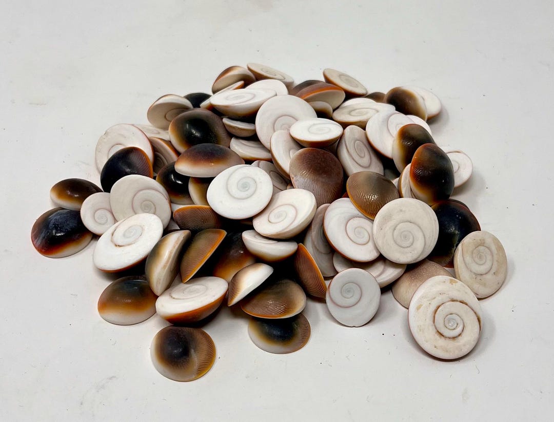 Turbo Chrysostomus Operculum – Shiva Eye Shells – Natural Sea Shell ...