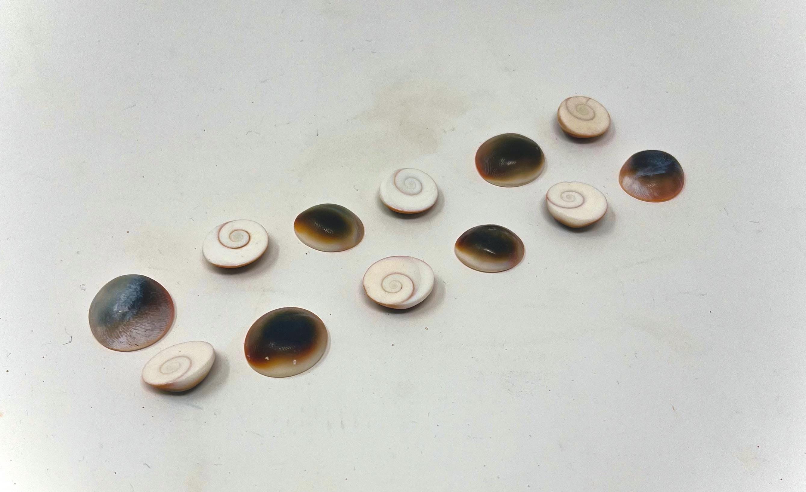 Turbo Chrysostomus Operculum – Shiva Eye Shells – Natural Sea Shell ...