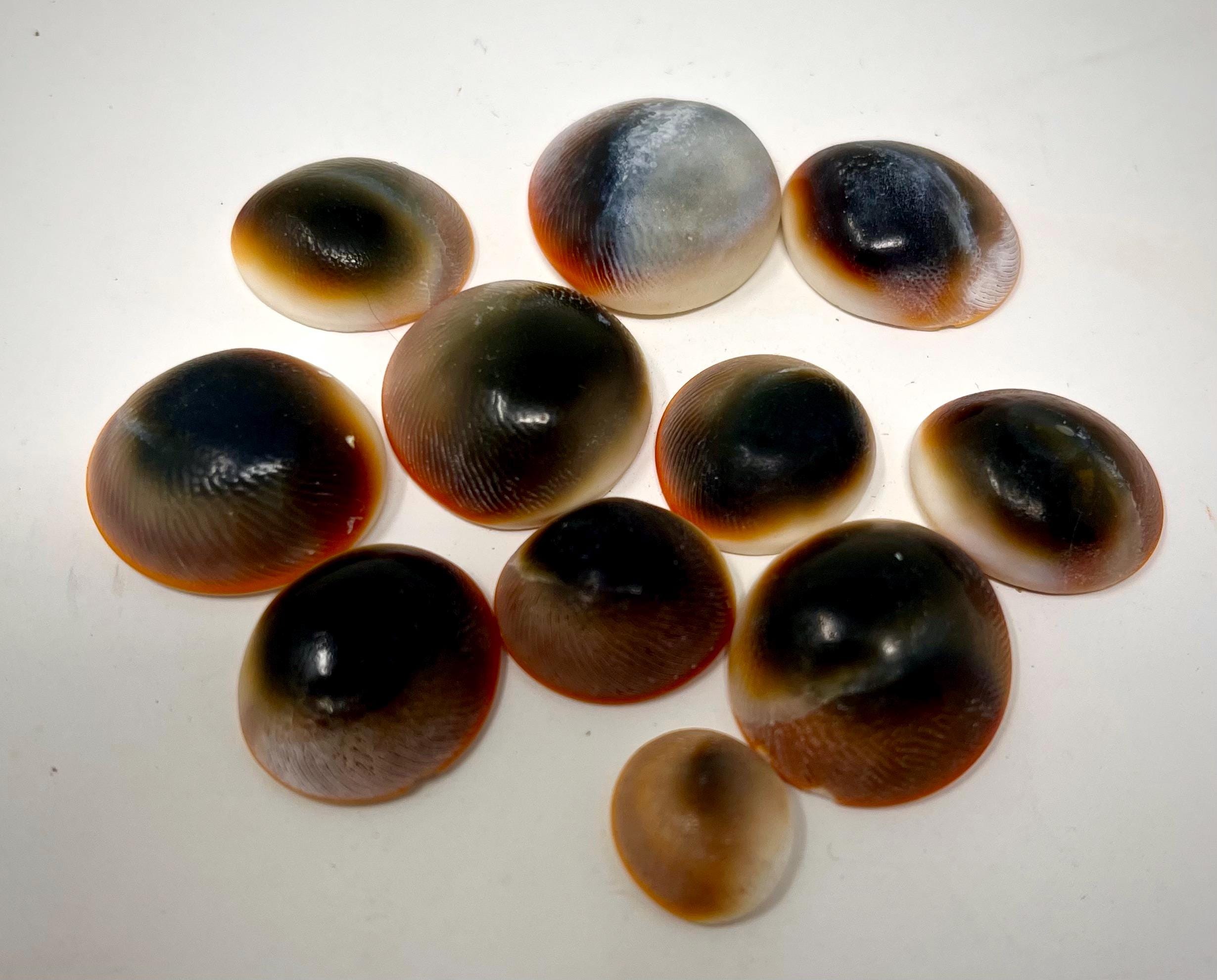 Turbo Chrysostomus Operculum – Shiva Eye Shells – Natural Sea Shell ...