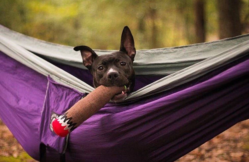 Dooby's blunt Cigar Hemp Dog Toy - Etsy