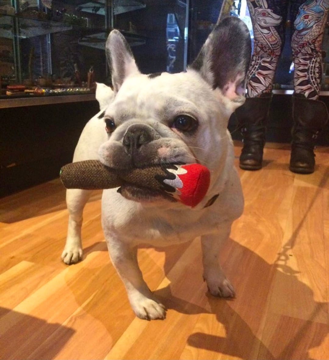 NEW!! Mini 6" Dooby's "blunt" Cigar Hemp Dog Toy - Etsy