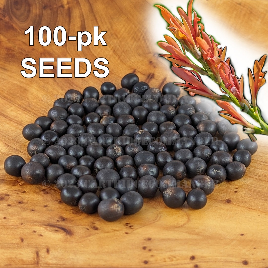 100 Giant Orange Canna Lily SEEDS Fresh, 2023 Season FREE SHIPPING - Etsy