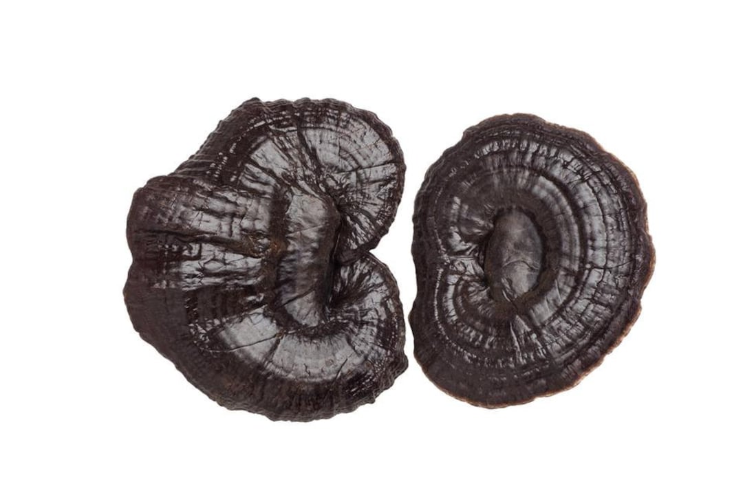 Ganoderma Sinense - Black Reishi - Etsy