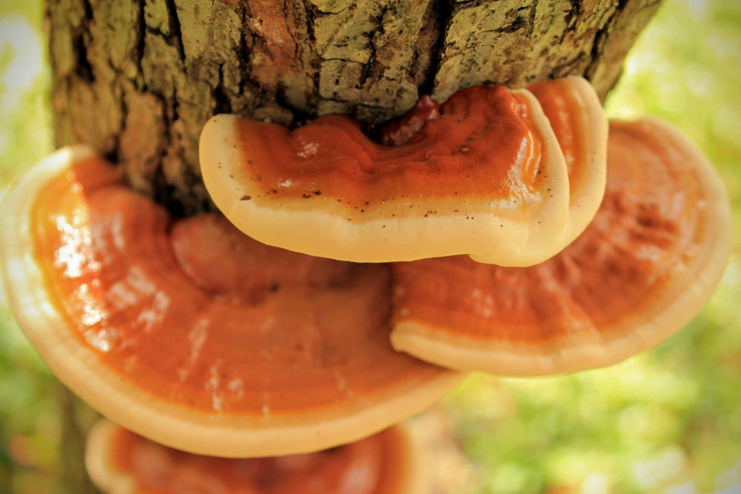 Ganoderma Sessile - Etsy