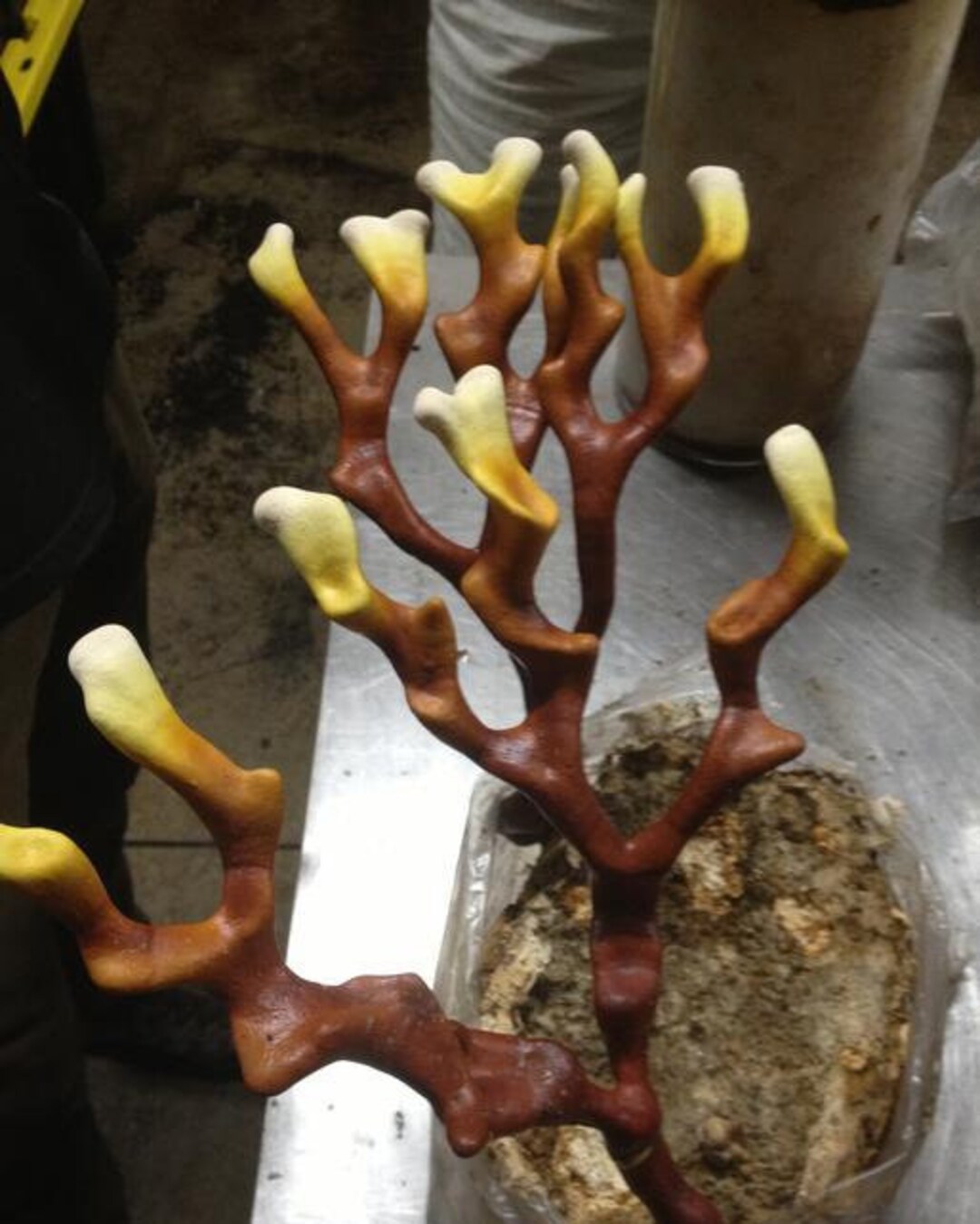 Ganoderma Multipilium - Antler Reishi - Etsy