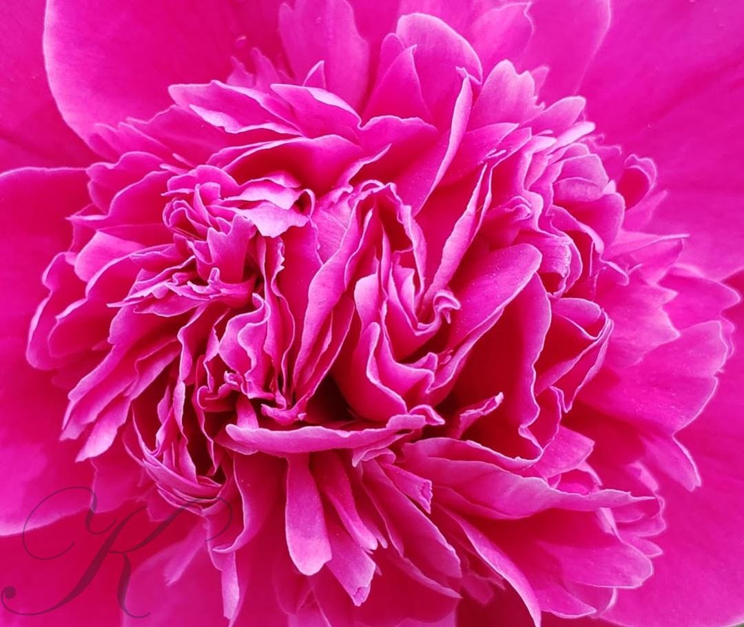 Pink Ruffled Peony Photo - Etsy