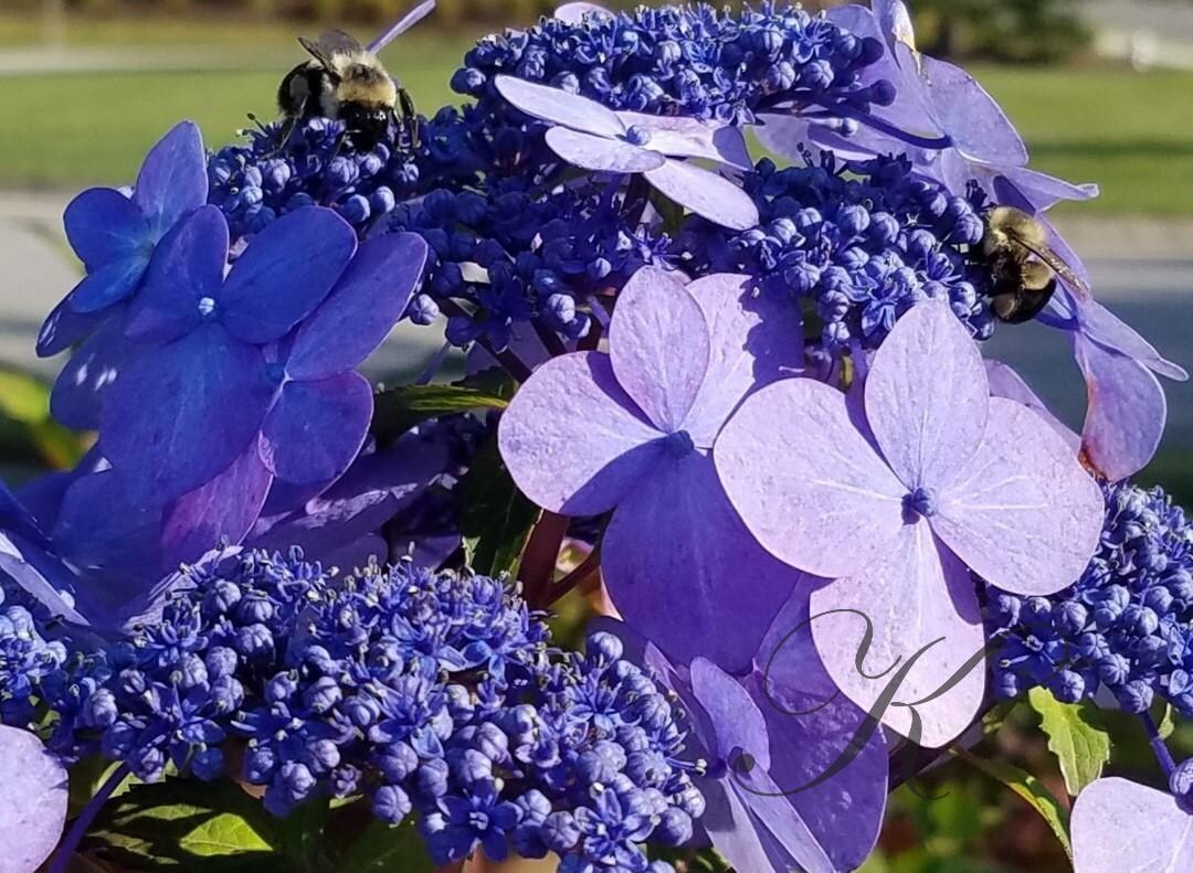 Purple Hydrangea With Bees Photo - Etsy