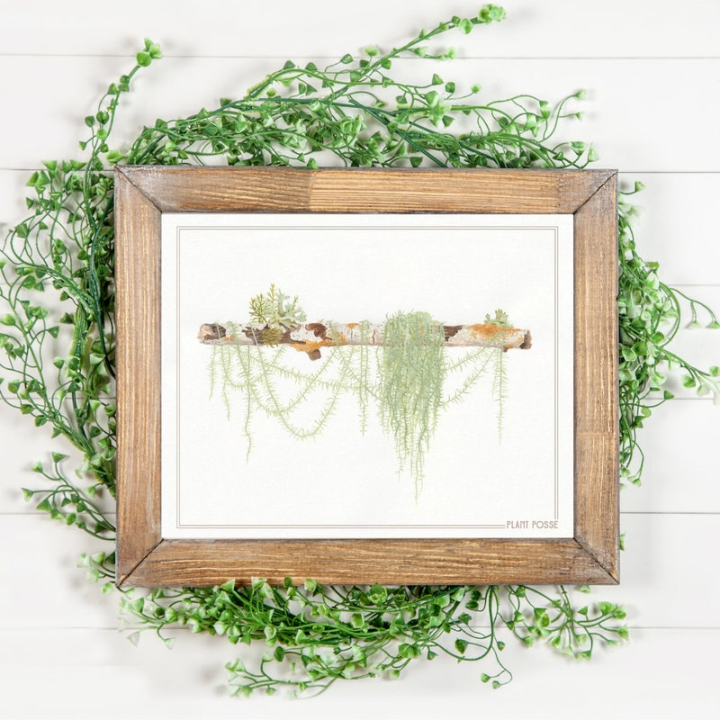 Lichen - Etsy