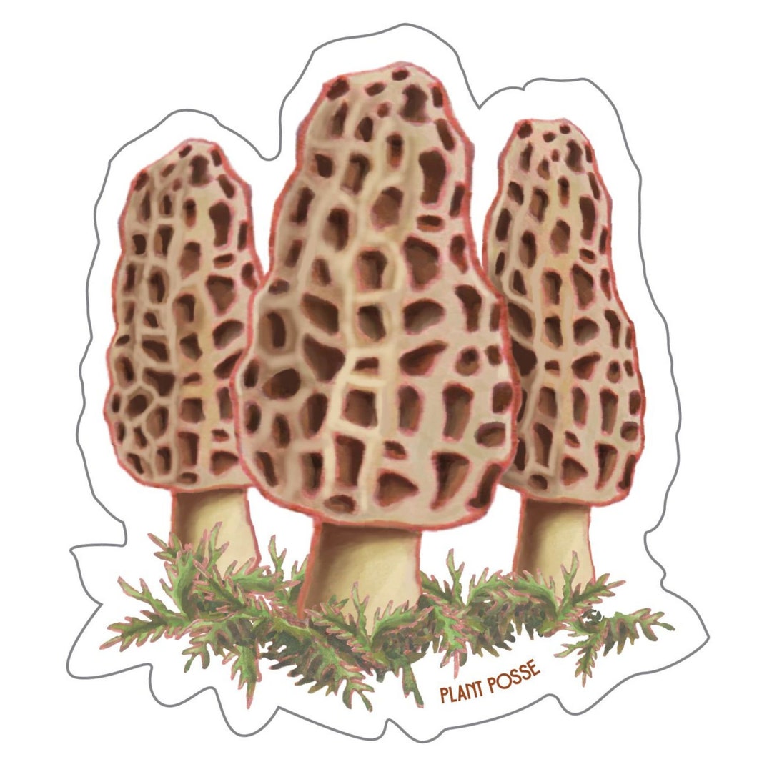 Morel Sticker, Mushroom Stickers, Mushroom Art, Fungi, Mushroom Hunter ...