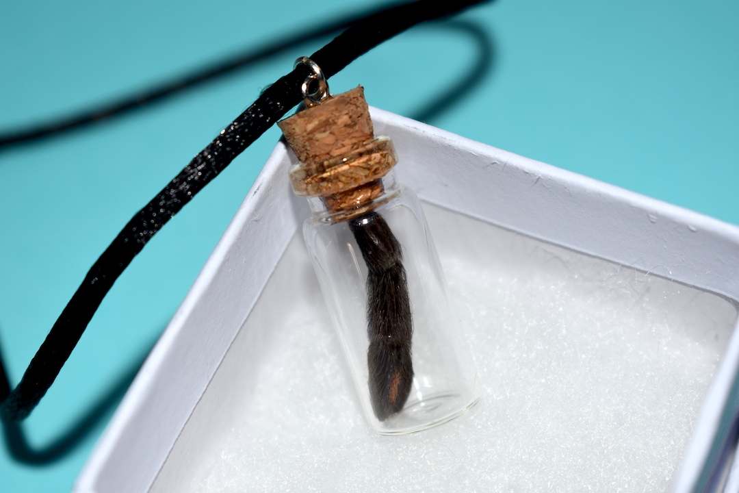 Tarantula Pedipalp Molt Necklace - Psalmopoeus Irminia - Etsy New Zealand