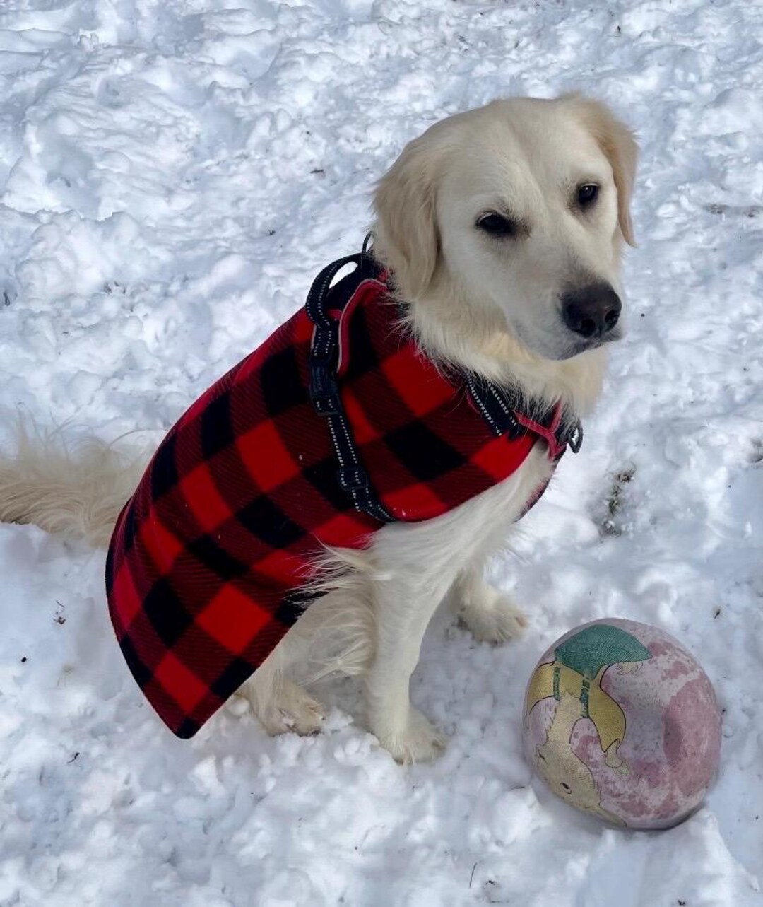 Reversible Fleece Dog Coat-custom Fit, Cozy and Stylish - Etsy