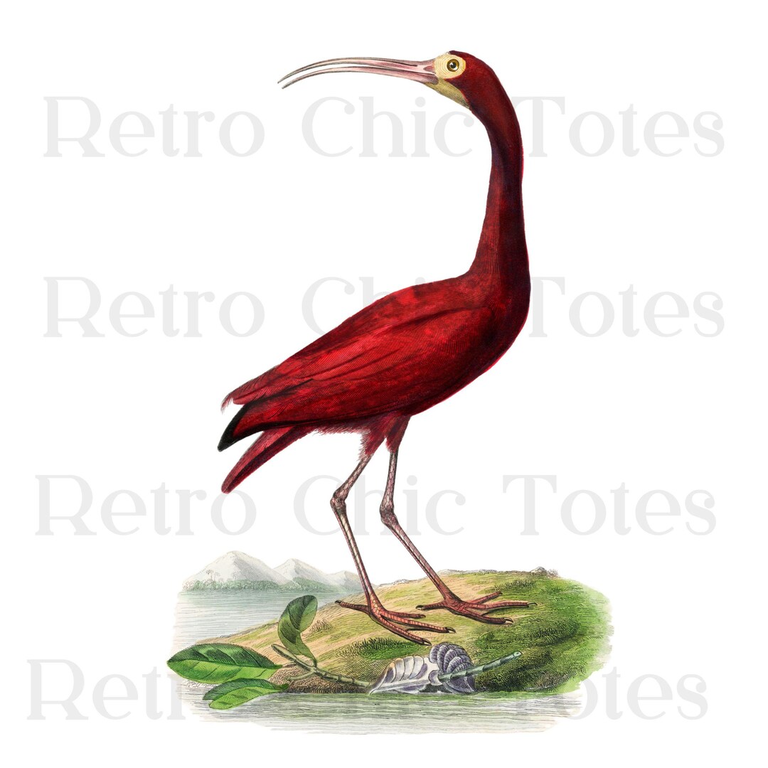 Scarlet Ibis PNG, Vintage Red Bird Clipart, Exotic Tropical Bird ...