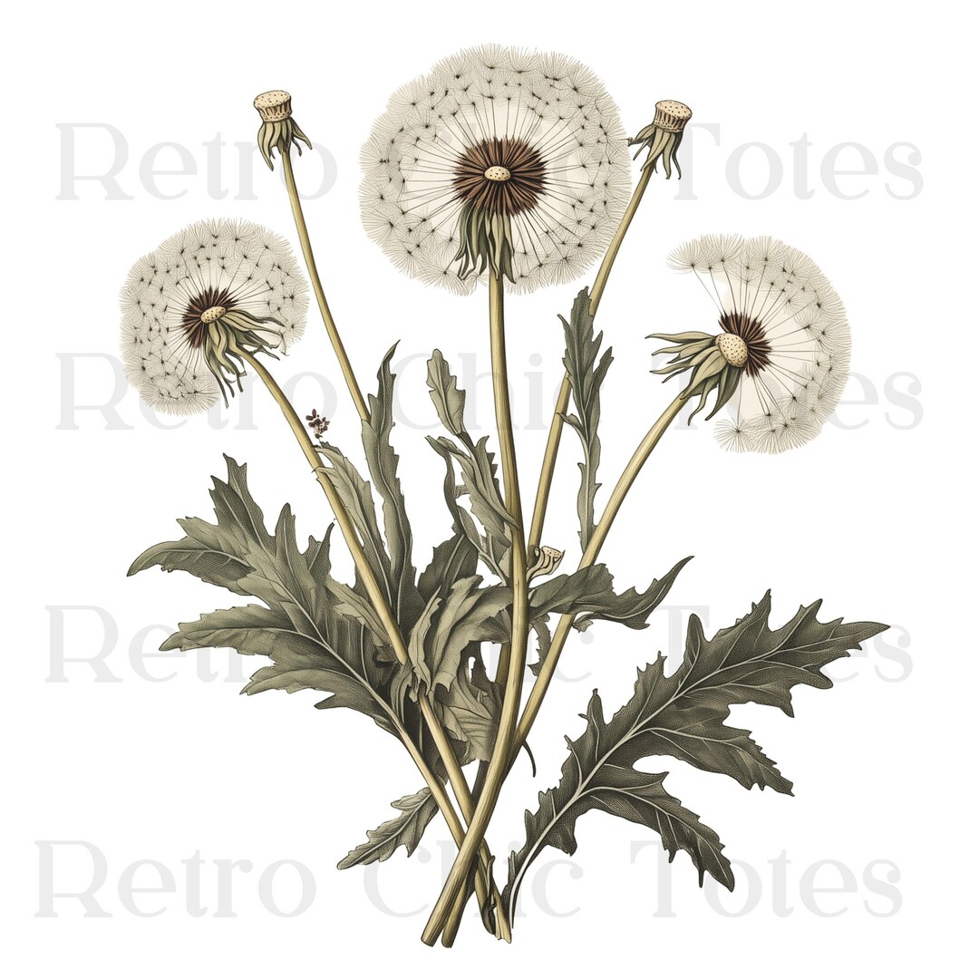 Vintage Dandelion PNG, Botanical Illustration Clipart, Wildflower ...