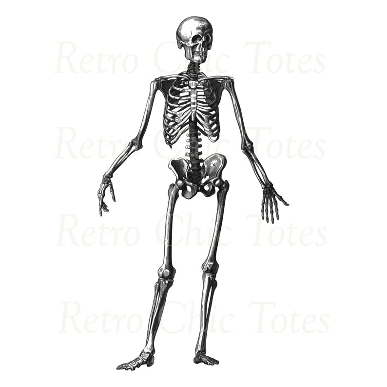 Vintage Skeleton Illustration, Halloween Digital Download, Human ...