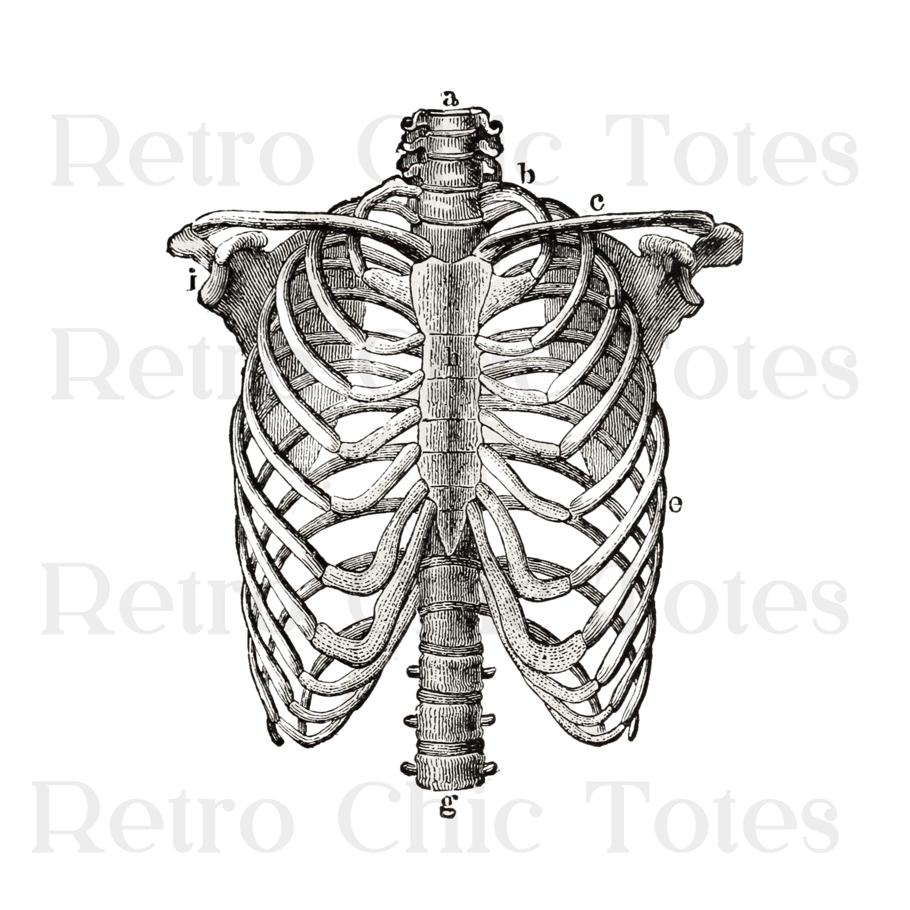 Vintage Ribcage Anatomy PNG, Skeleton Clipart, Medical Illustration ...